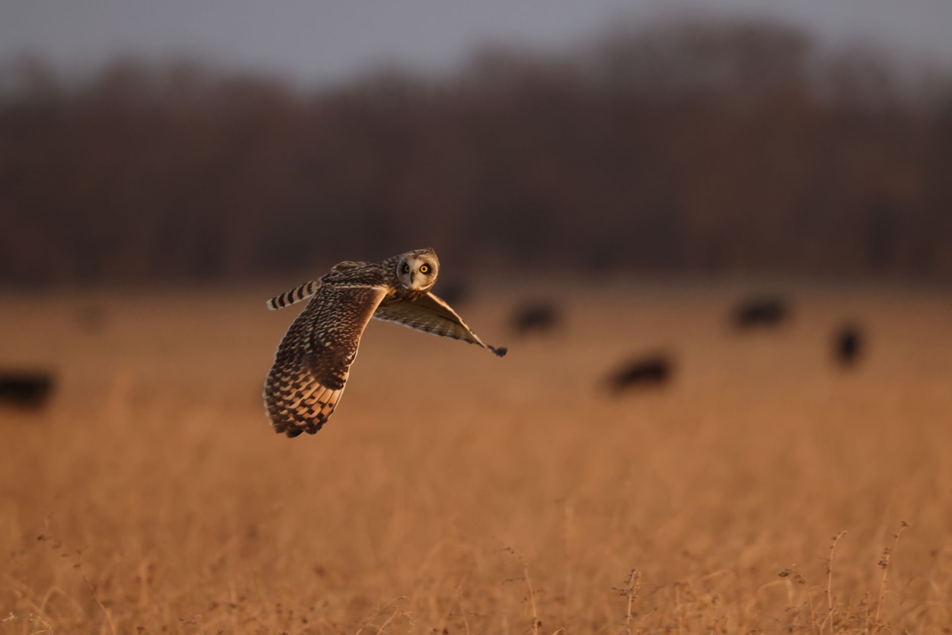 Birds for framing - Lausch Photography